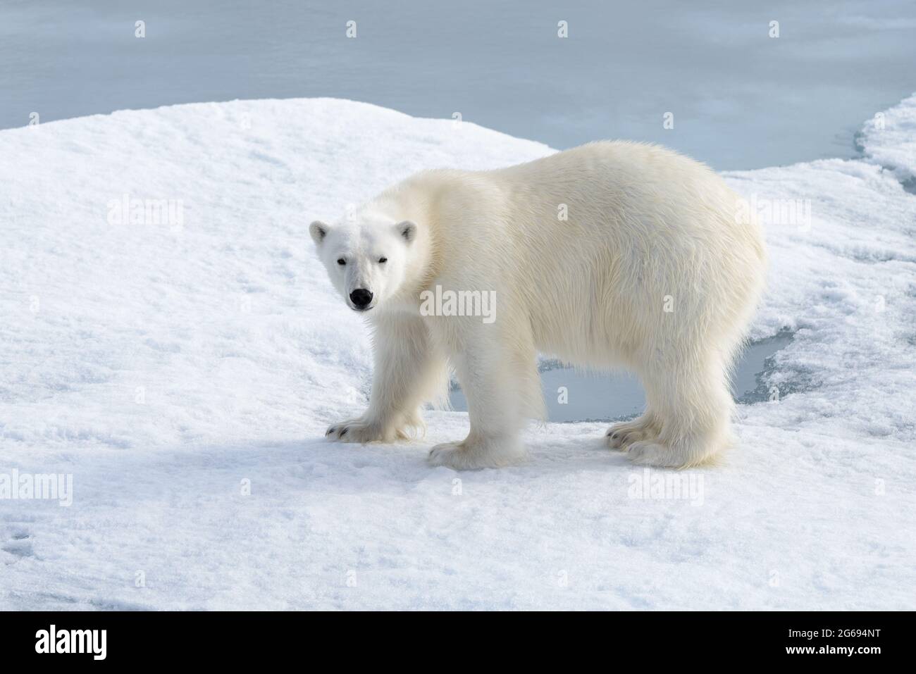 Wild polar bear on pack ice in Arctic Stock Photo - Alamy