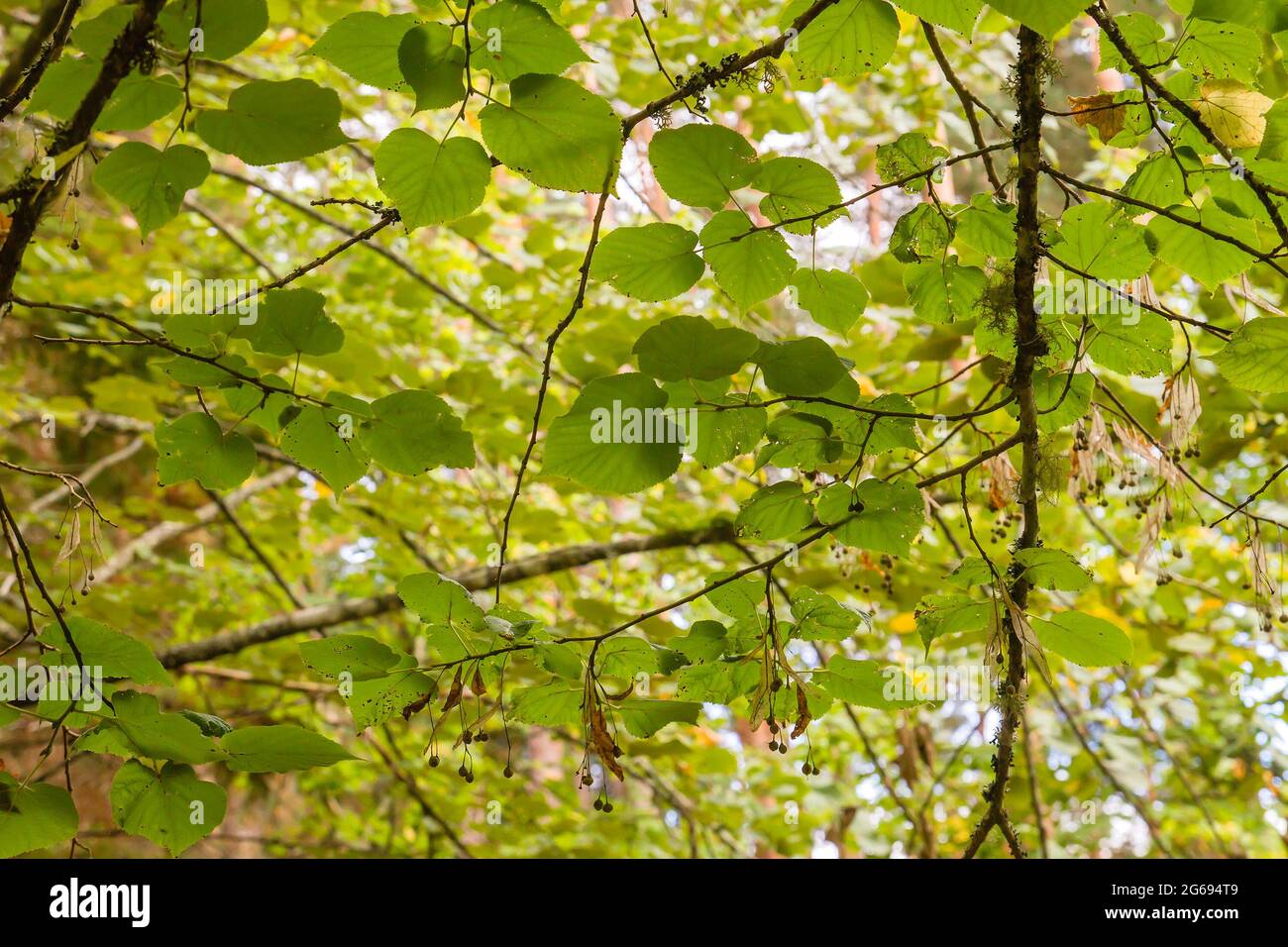 Common linden tree green foilage Stock Photo - Alamy