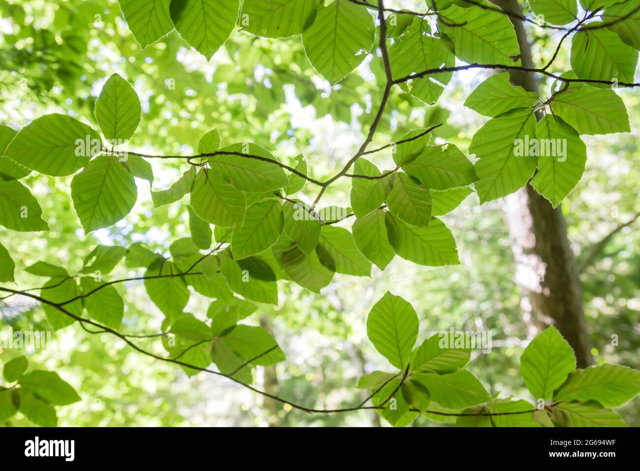 Beech tree green foliage close up Stock Photo - Alamy