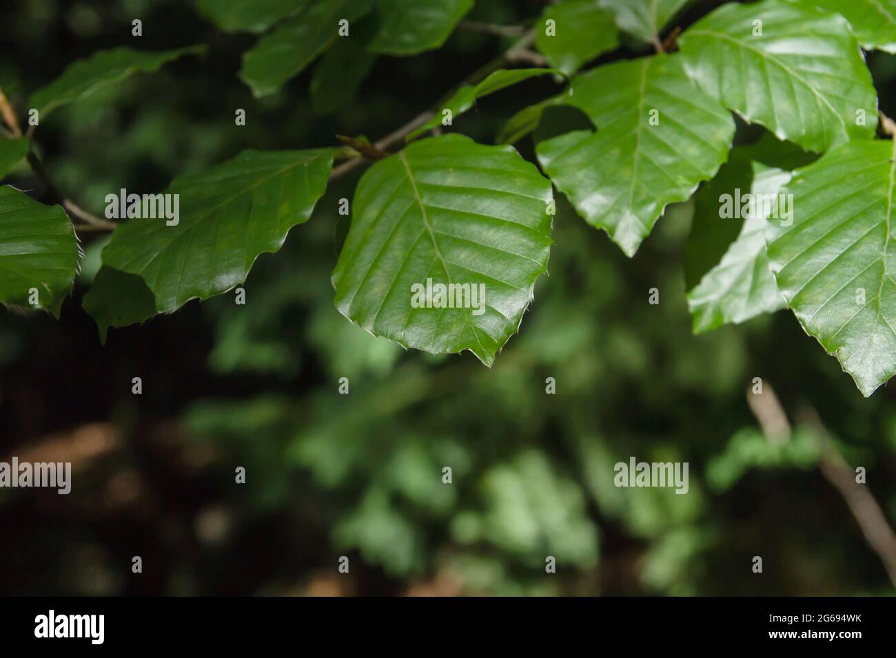 Beech leaf detail hi-res stock photography and images - Alamy