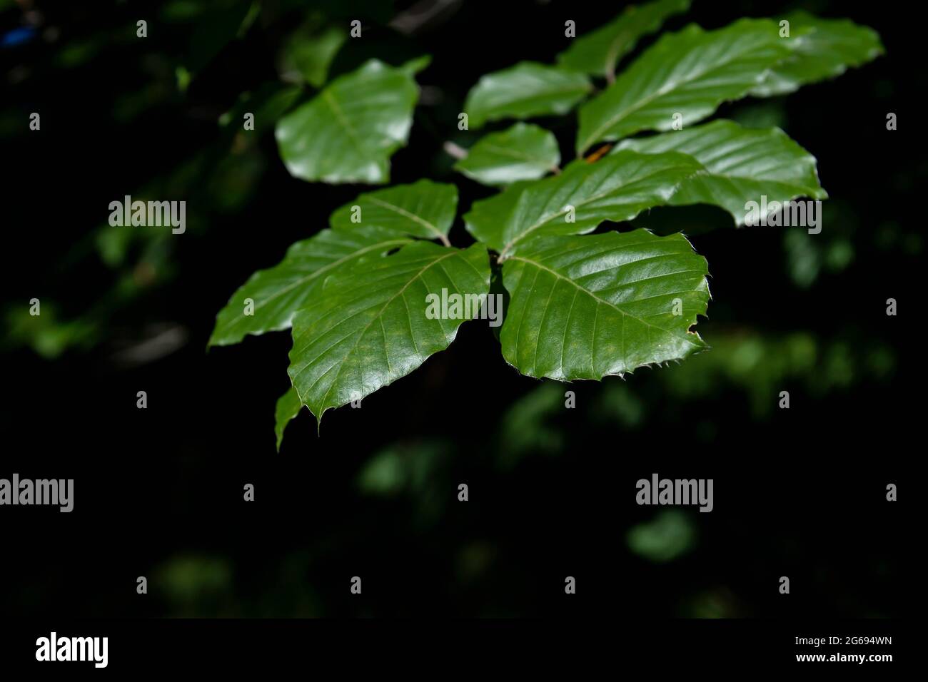 Beech tree green foliage close up Stock Photo - Alamy