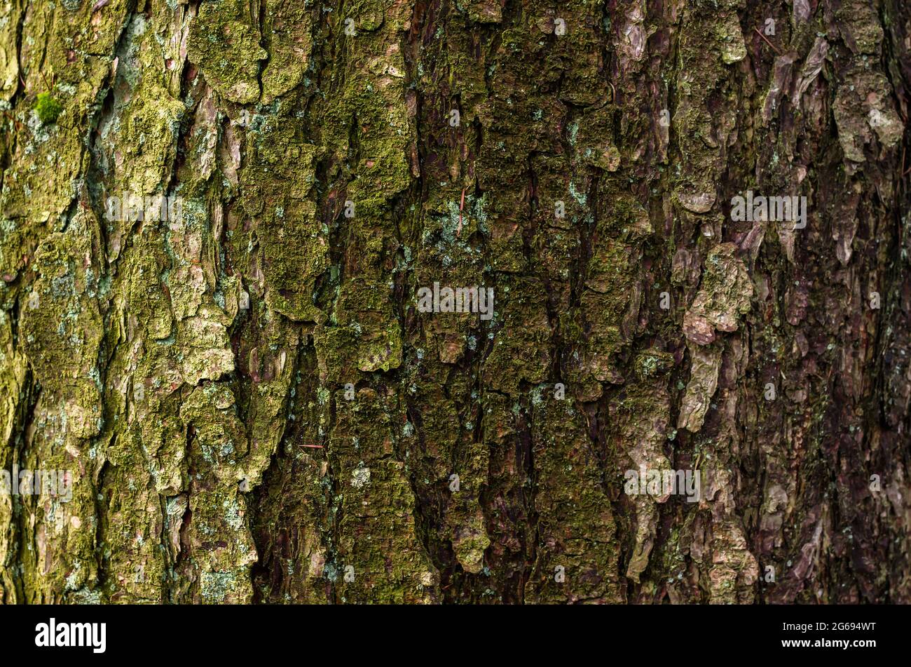Tree back texture hi-res stock photography and images - Alamy