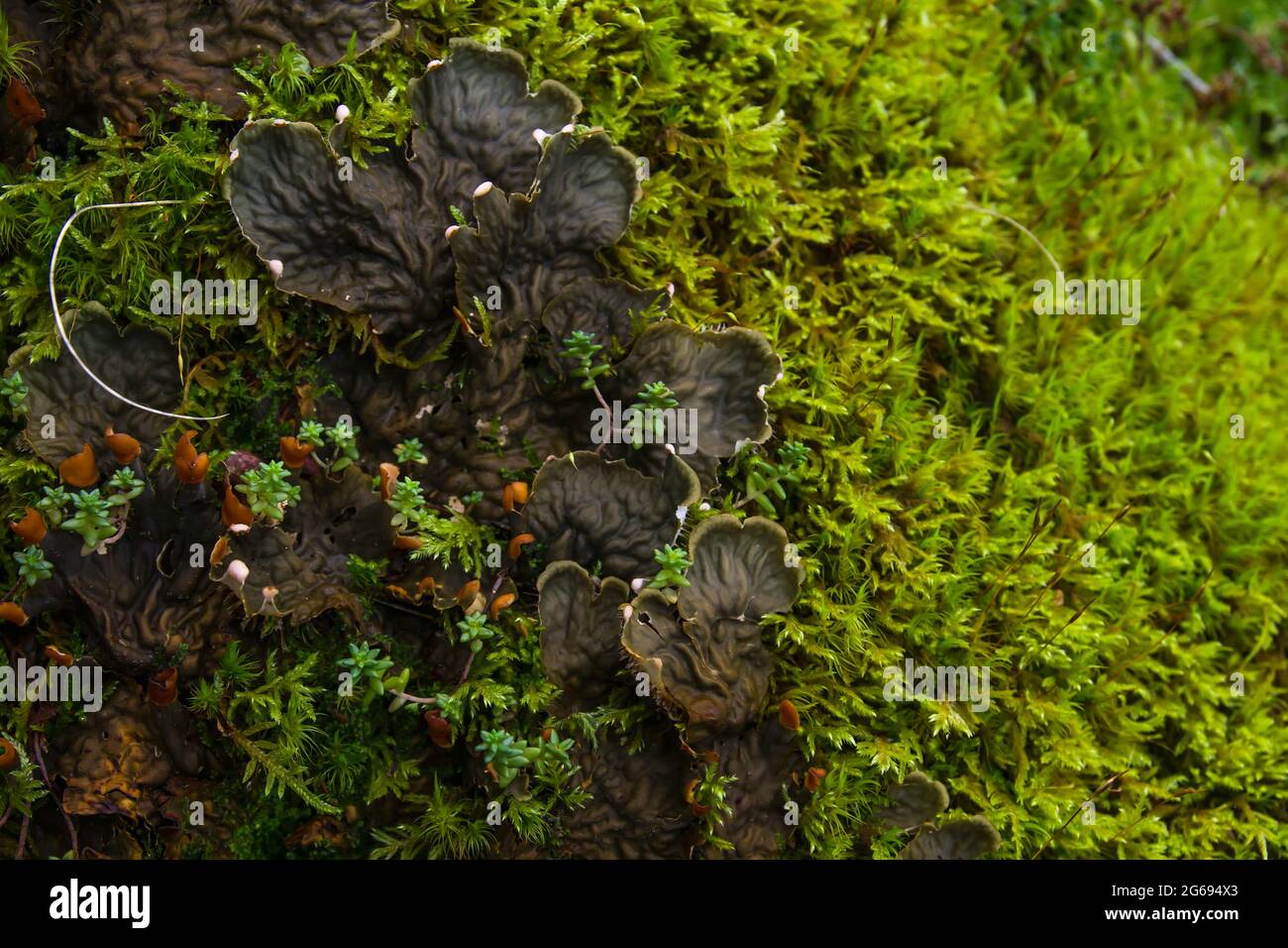 Peltigera canina, dog lichens growing on the green forest moss Stock ...