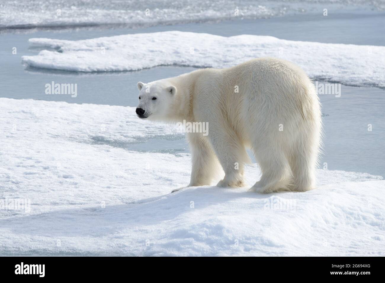 Wild polar bear on pack ice in Arctic Stock Photo - Alamy