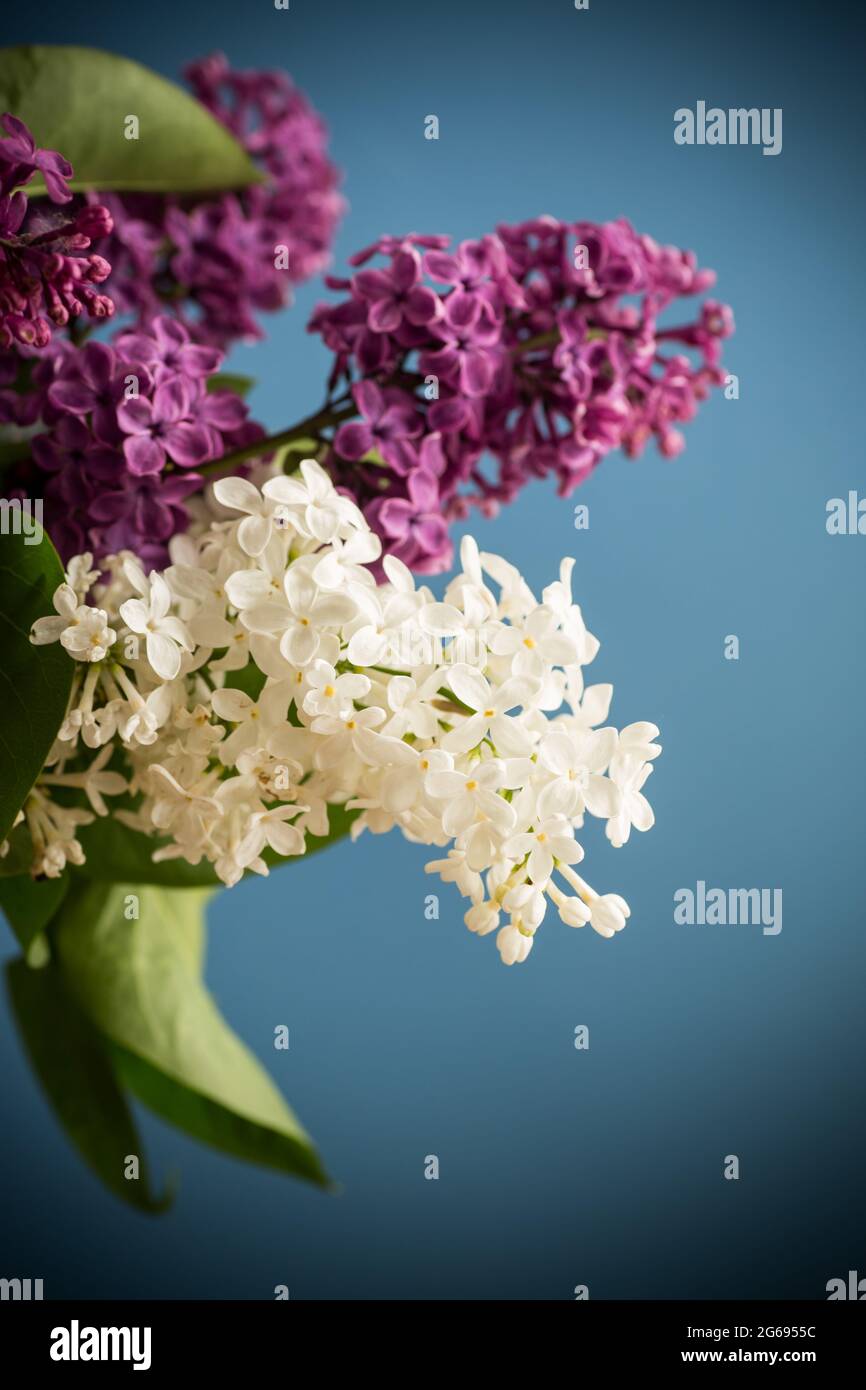 bouquet of different blooming spring lilacs on white background Stock ...