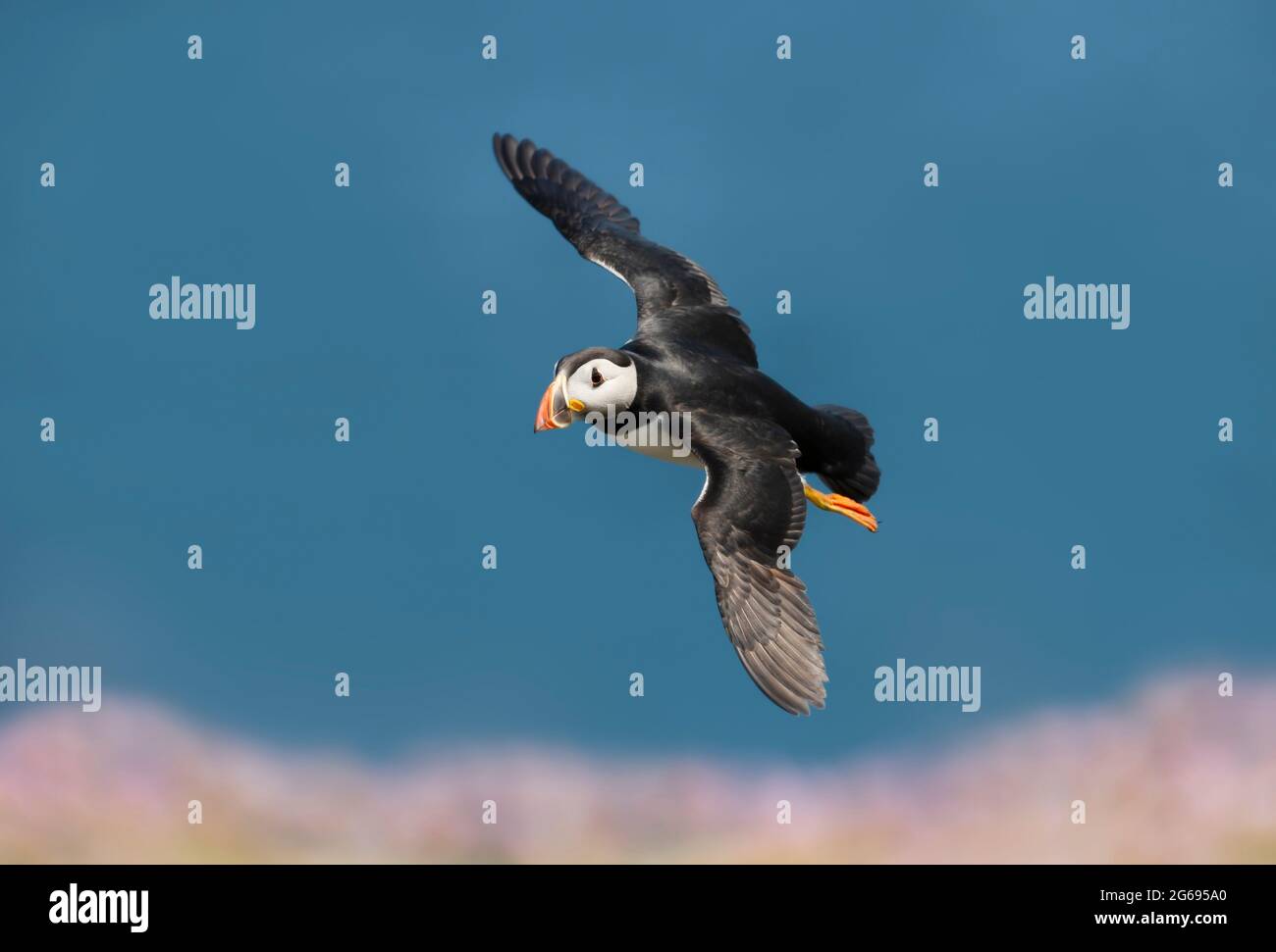 Puffin in flight blue background hi-res stock photography and images ...