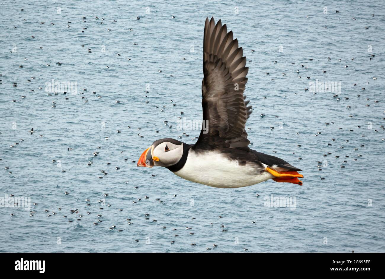 Close up of Atlantic puffin in flight over a colony of puffins in water ...