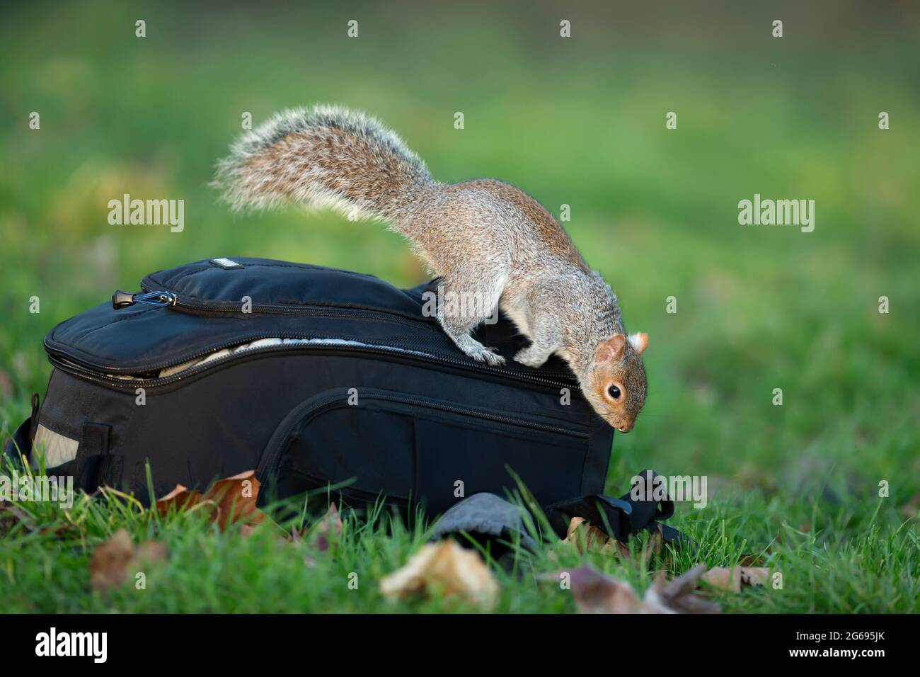 Curious Grey squirrel on a backpack in a park, UK Stock Photo - Alamy