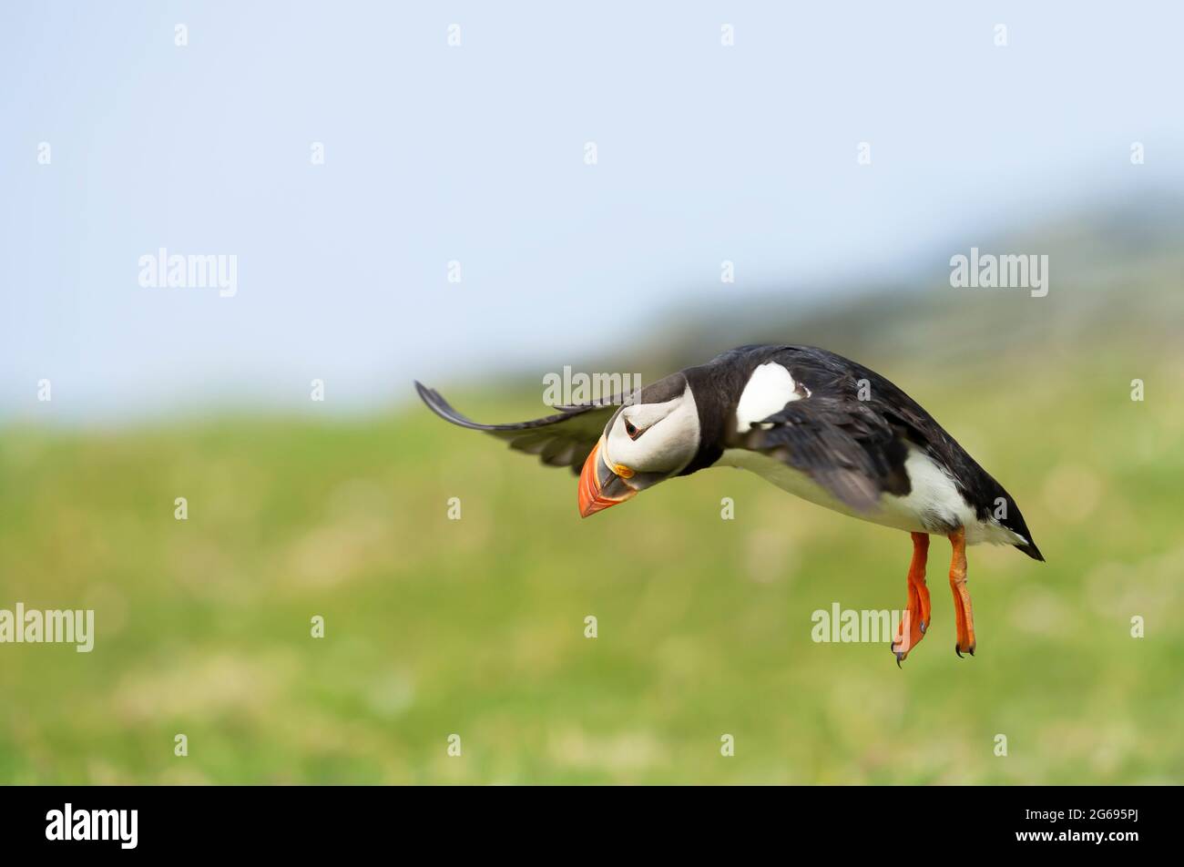 Puffin in flight blue background hi-res stock photography and images ...