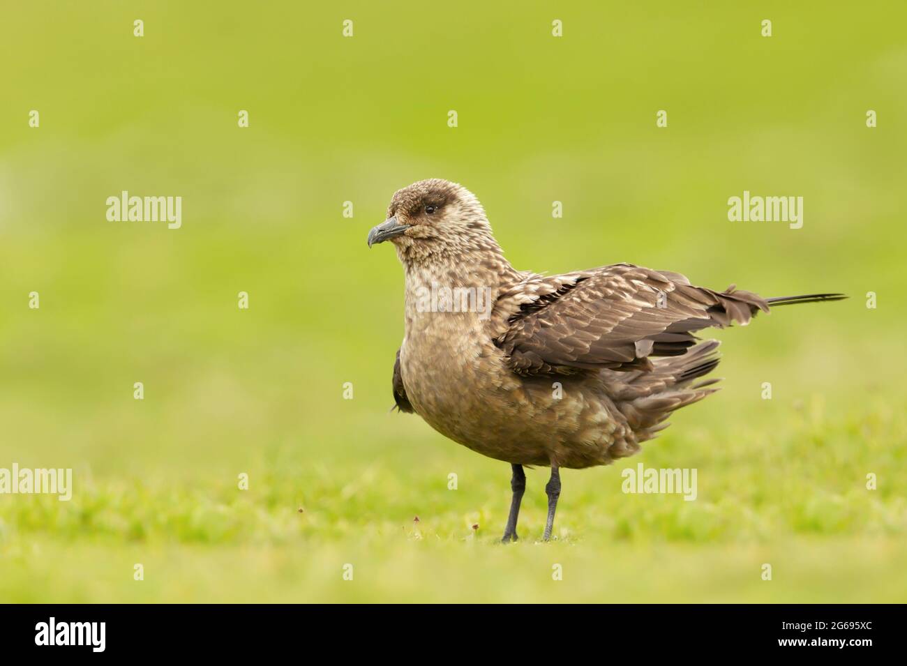 Close-up of a great skua (Stercorarius skua) Bonxie in meadow, Noss ...