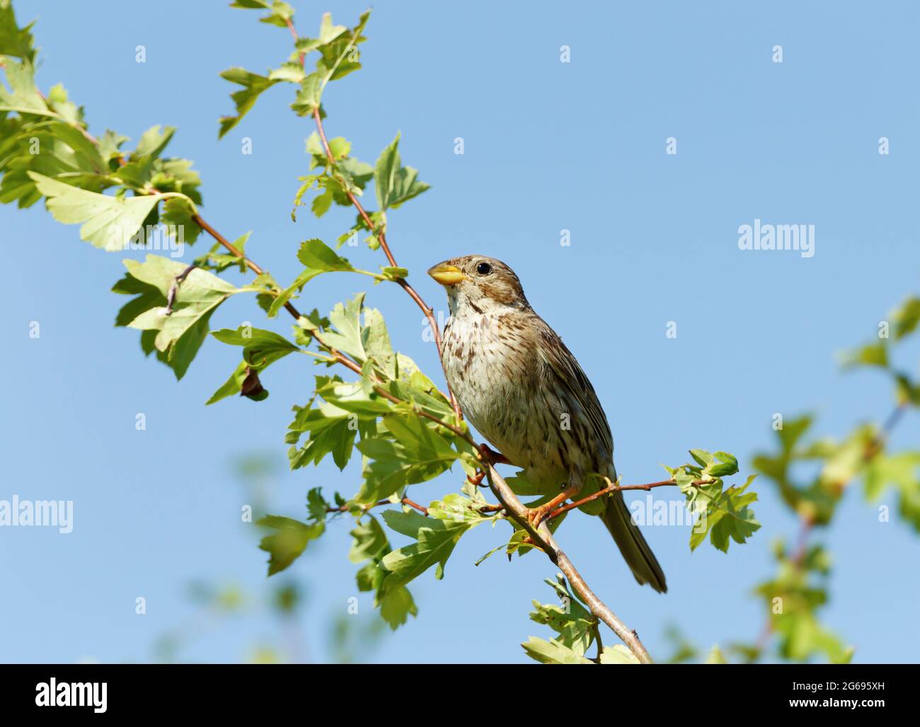Summer bunting tree hi-res stock photography and images - Alamy