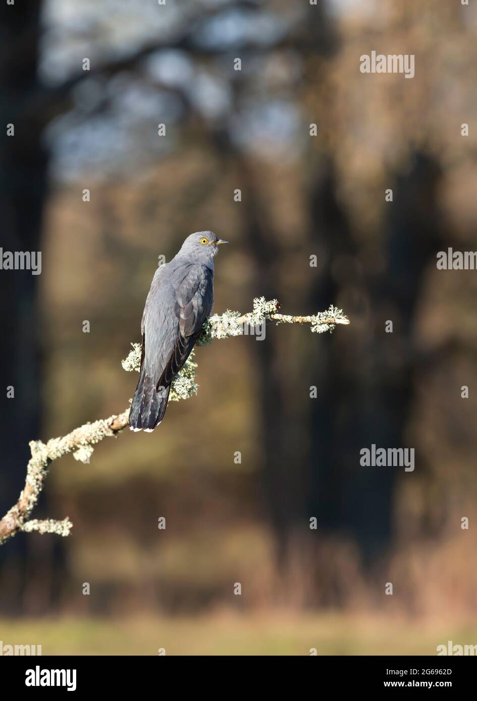 Cuckoo On A Tree High Resolution Stock Photography and Images - Alamy