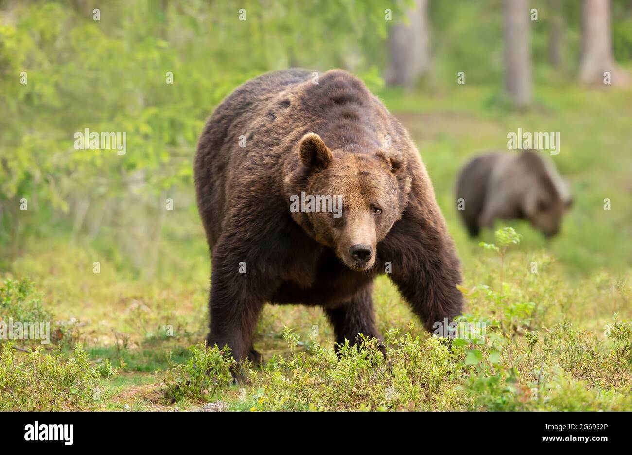 Bears in taiga forest hi-res stock photography and images - Alamy