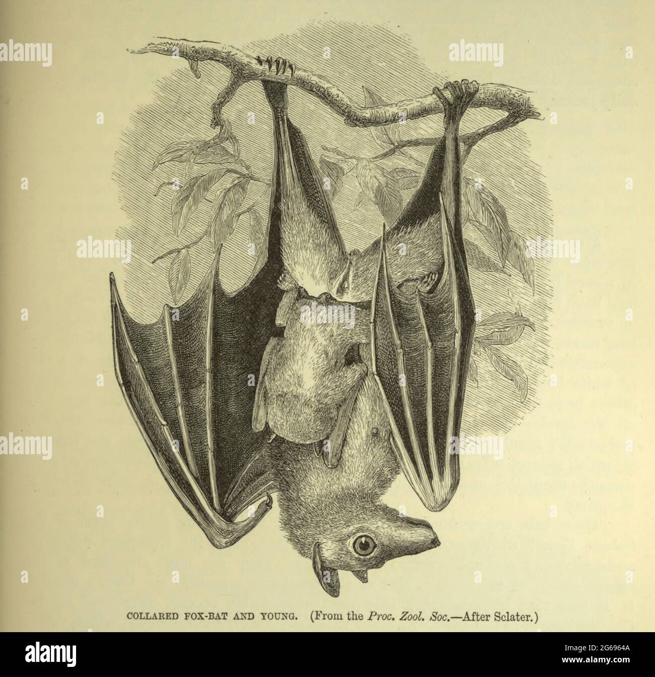 Vampire 1893 hi-res stock photography and images - Alamy
