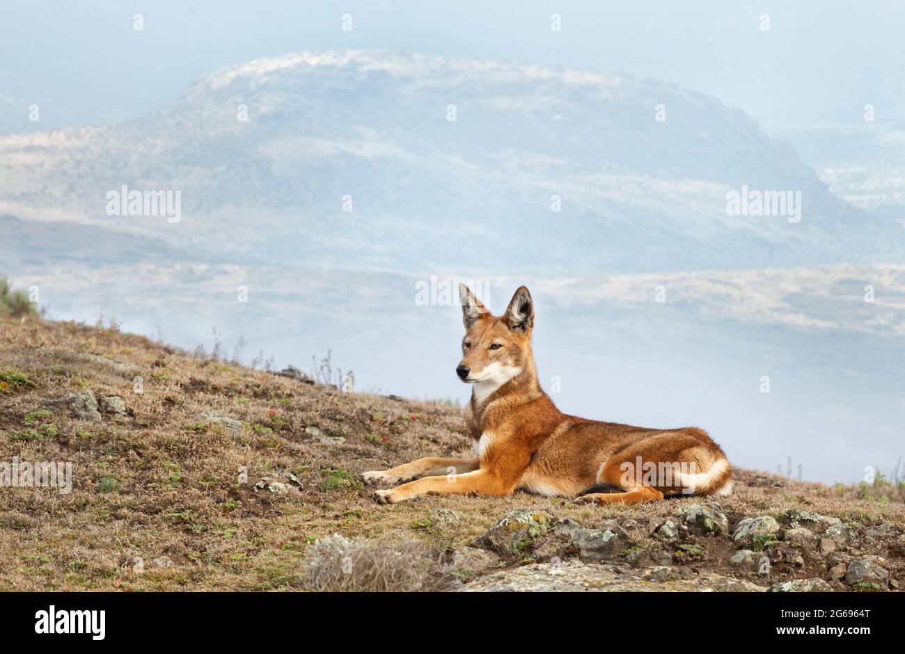 Close up of a rare and endangered Ethiopian wolf (Canis simensis) in ...