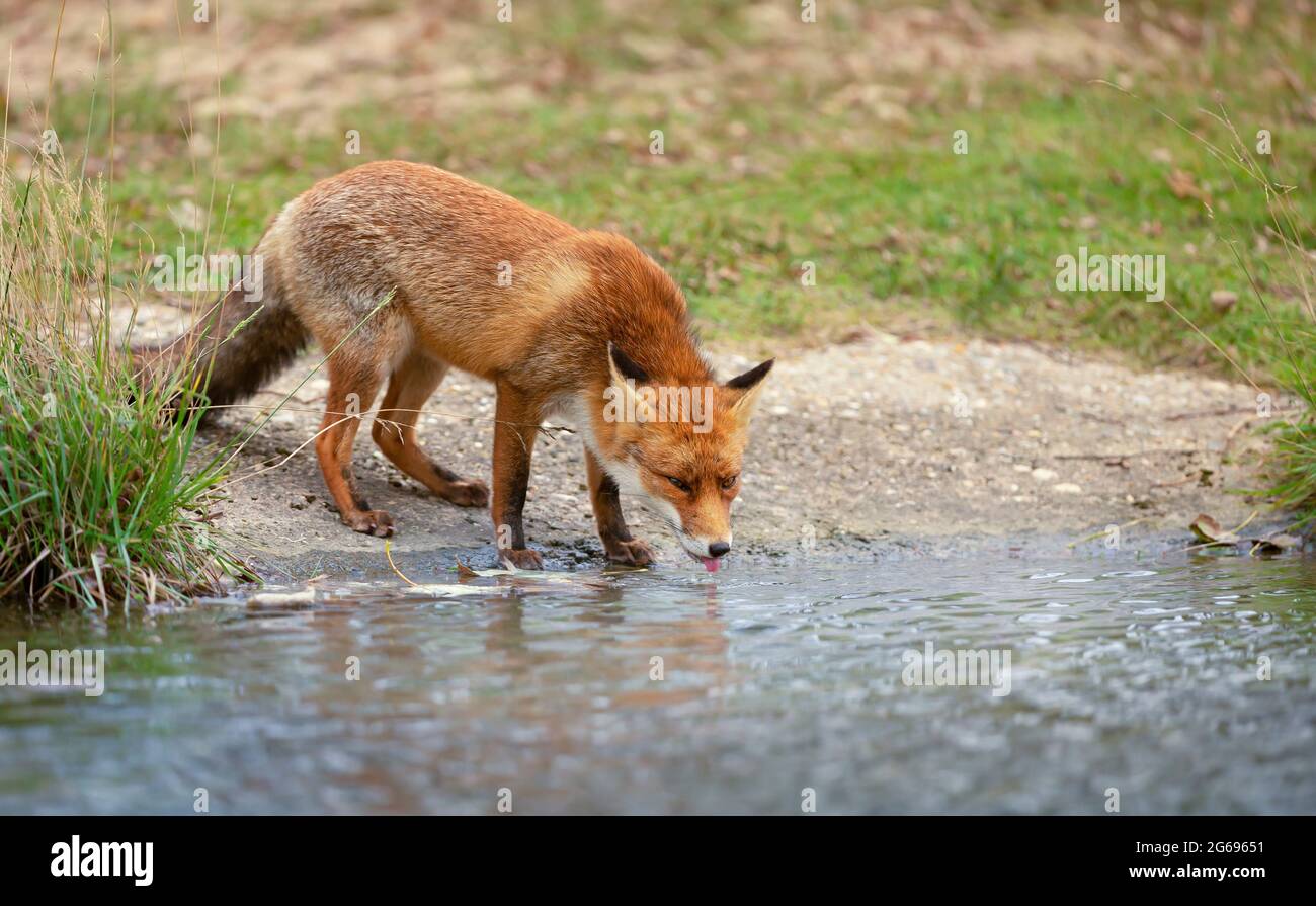 Red fox drinking water hi-res stock photography and images - Alamy