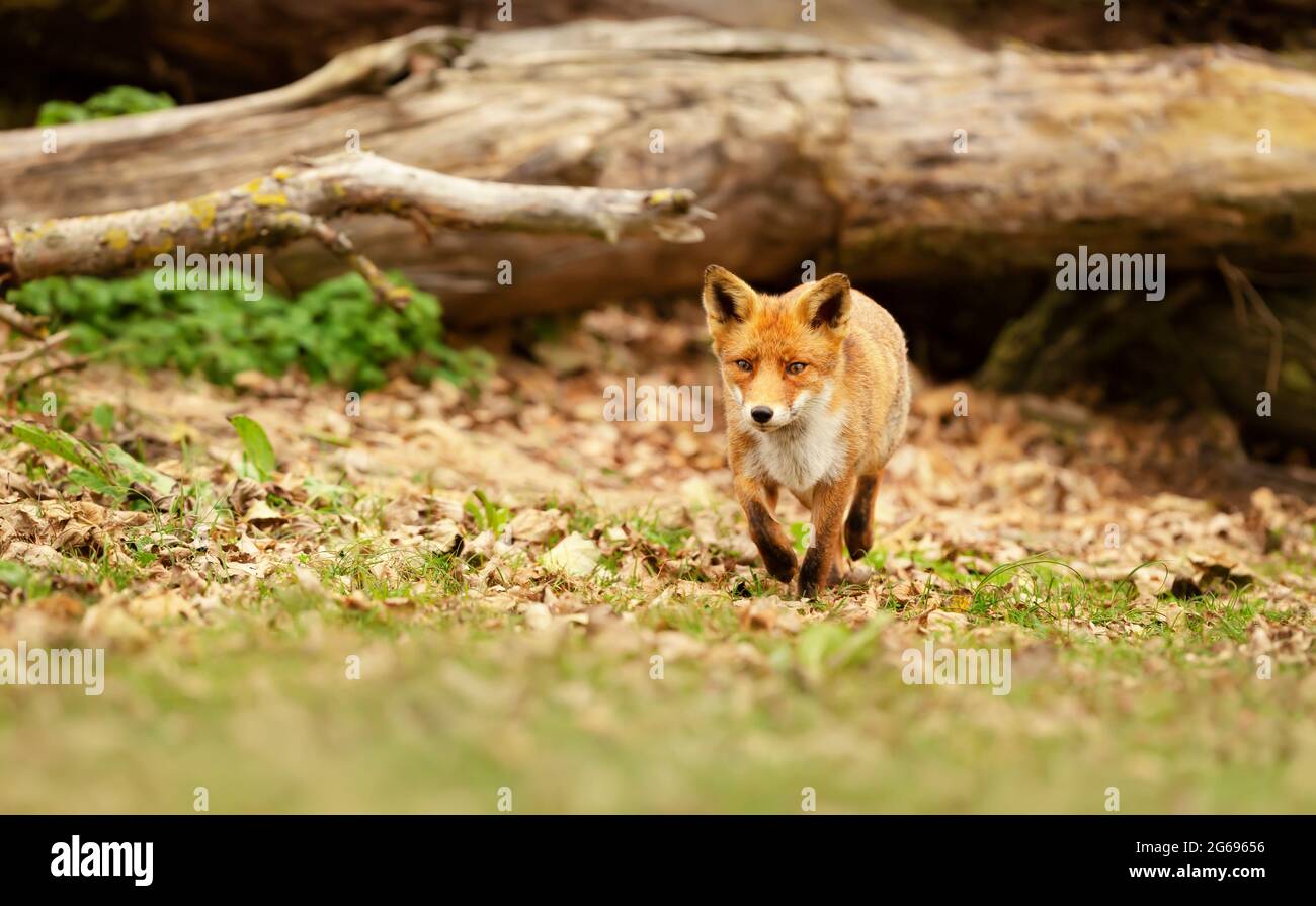 Red fox running forest hi-res stock photography and images - Alamy