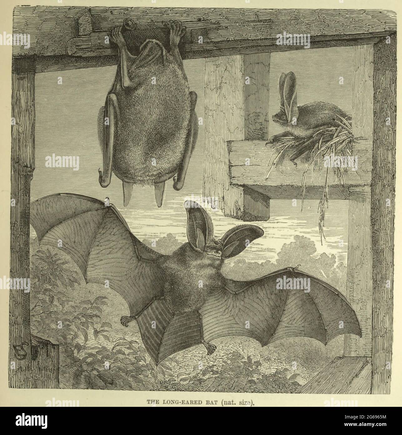 Long eared bats flying hi-res stock photography and images - Alamy