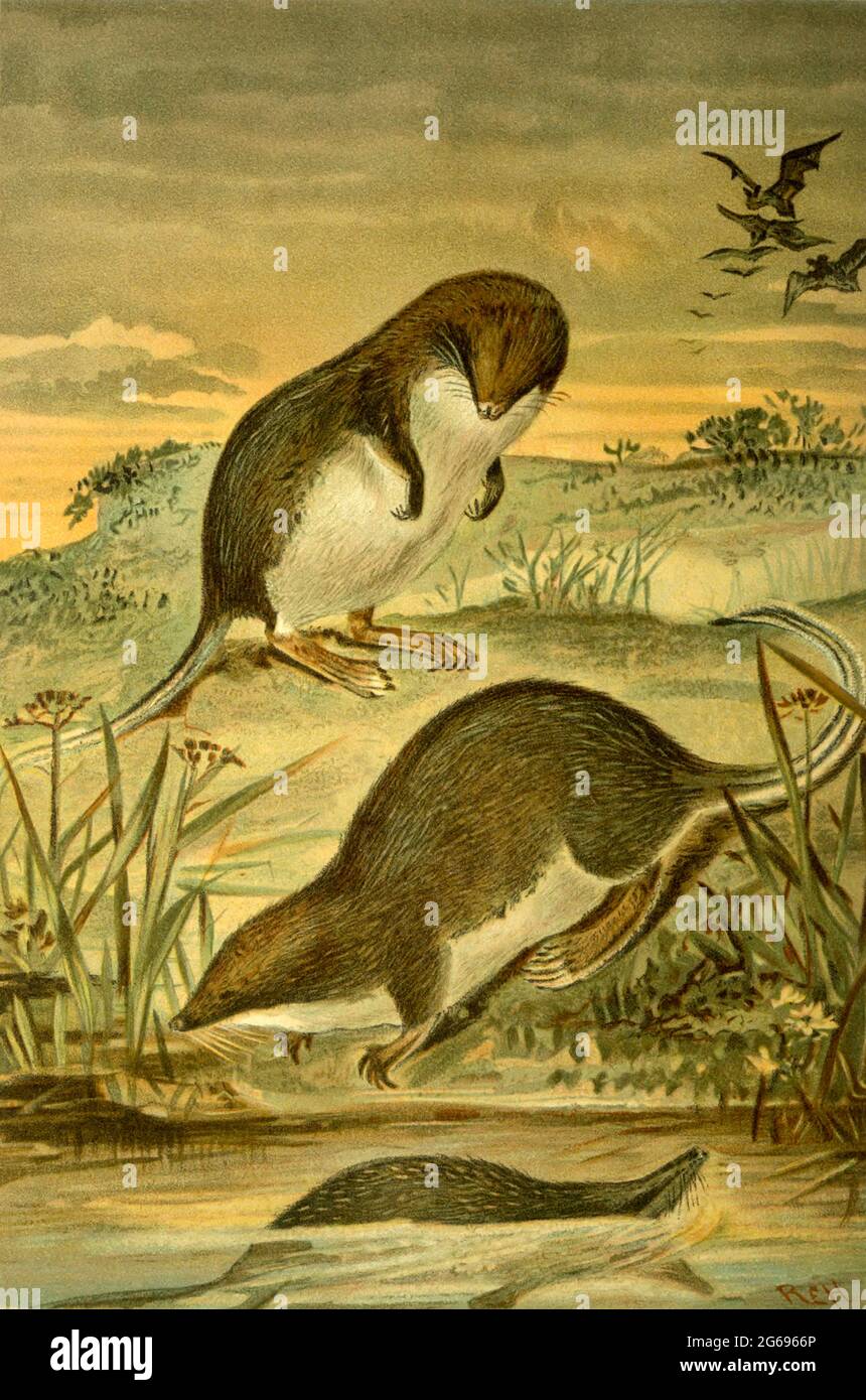 Tenrec illustration hi-res stock photography and images - Alamy