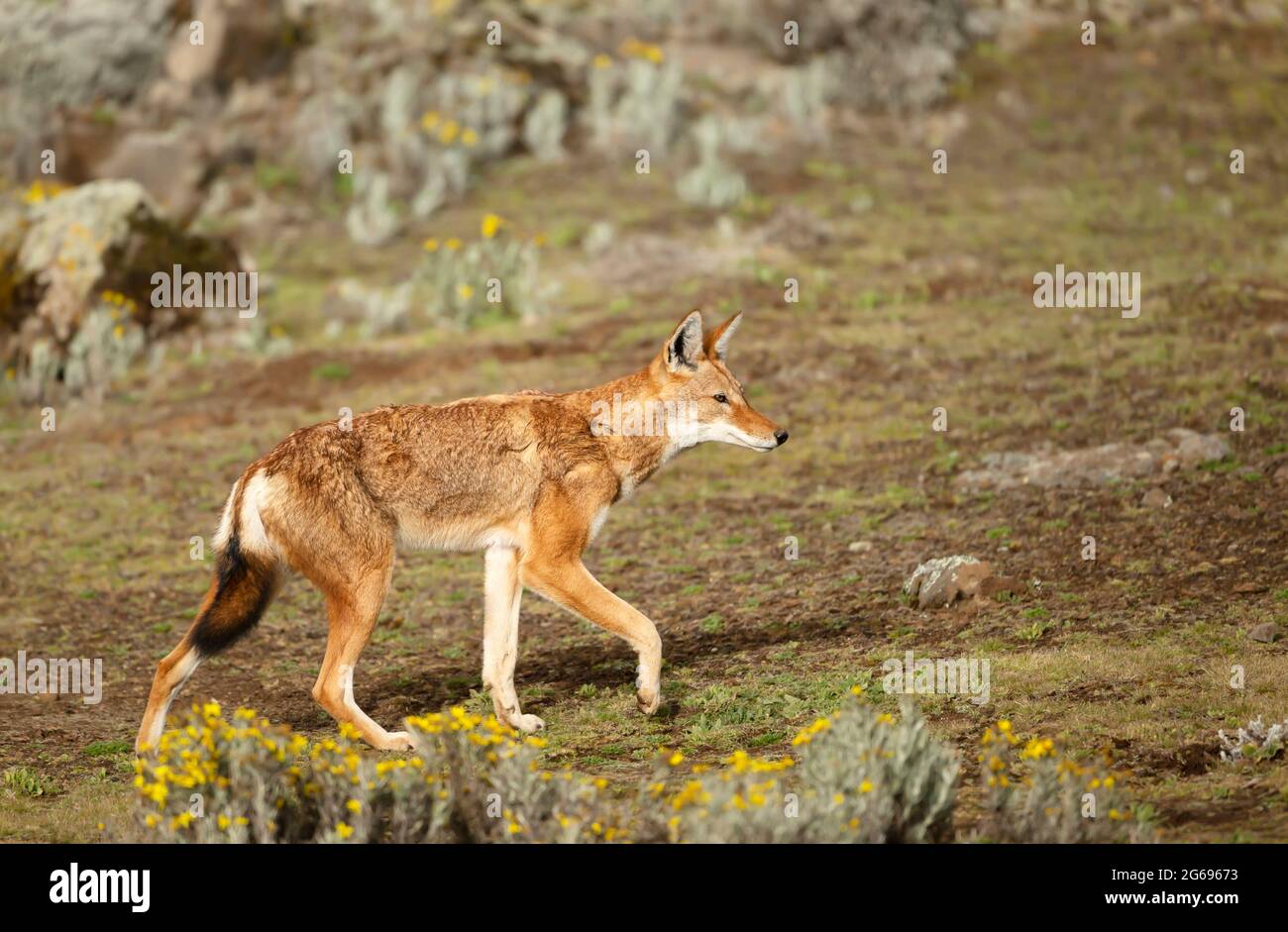 Close up of a rare and endangered Ethiopian wolf (Canis simensis) in ...