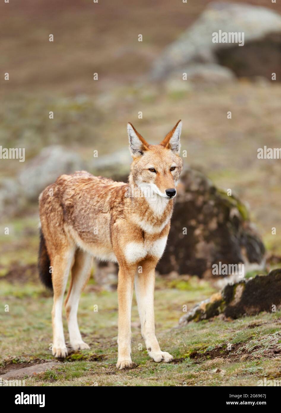 Close up of a rare and endangered Ethiopian wolf (Canis simensis) in ...