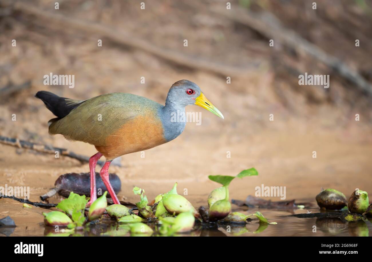 Bank riverbank hi-res stock photography and images - Alamy