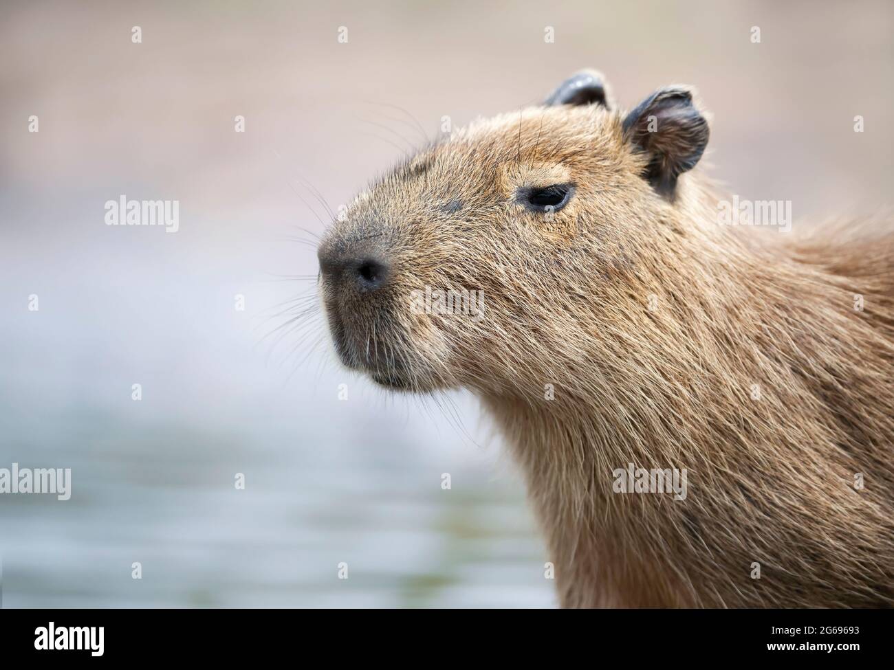 Portrait of a young Capybara against clear background, South Pantanal ...
