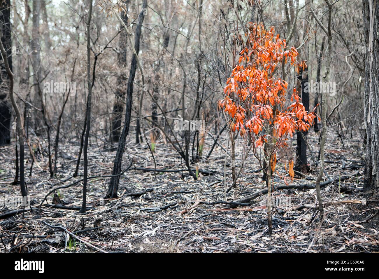 Lone tree growing in a fire zone Stock Photo - Alamy