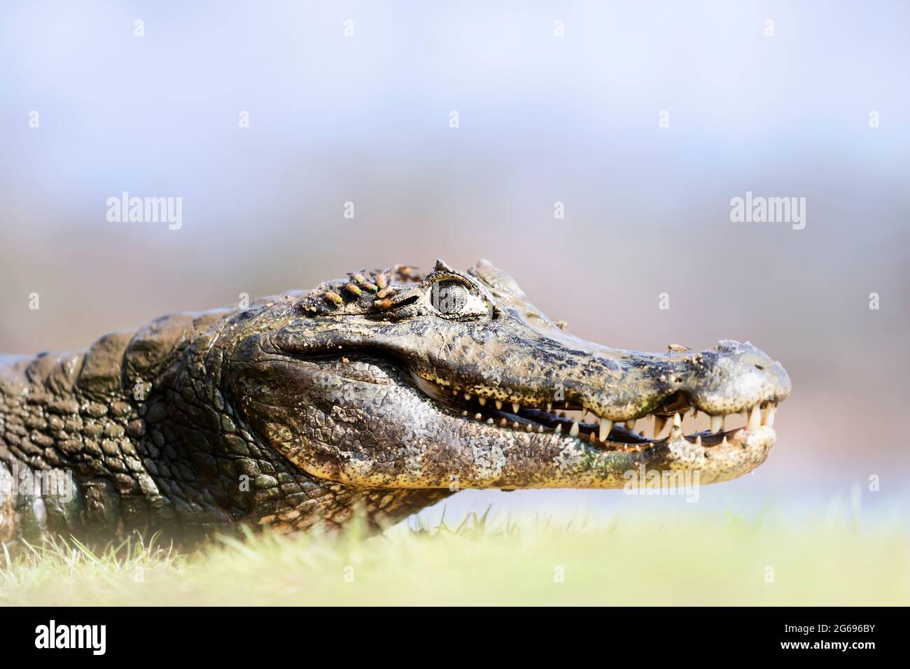 Close up of a Yacare caiman (Caiman yacare) on a river bank, South ...