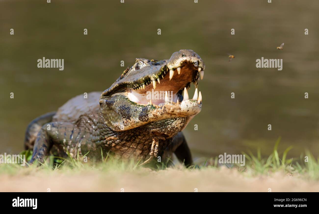 Close up of a Yacare caiman (Caiman yacare) with open jaws, South ...