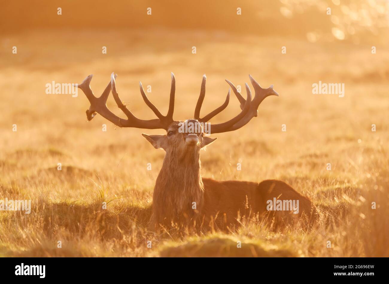 Close up of a red deer stag calling at sunrise, UK Stock Photo - Alamy