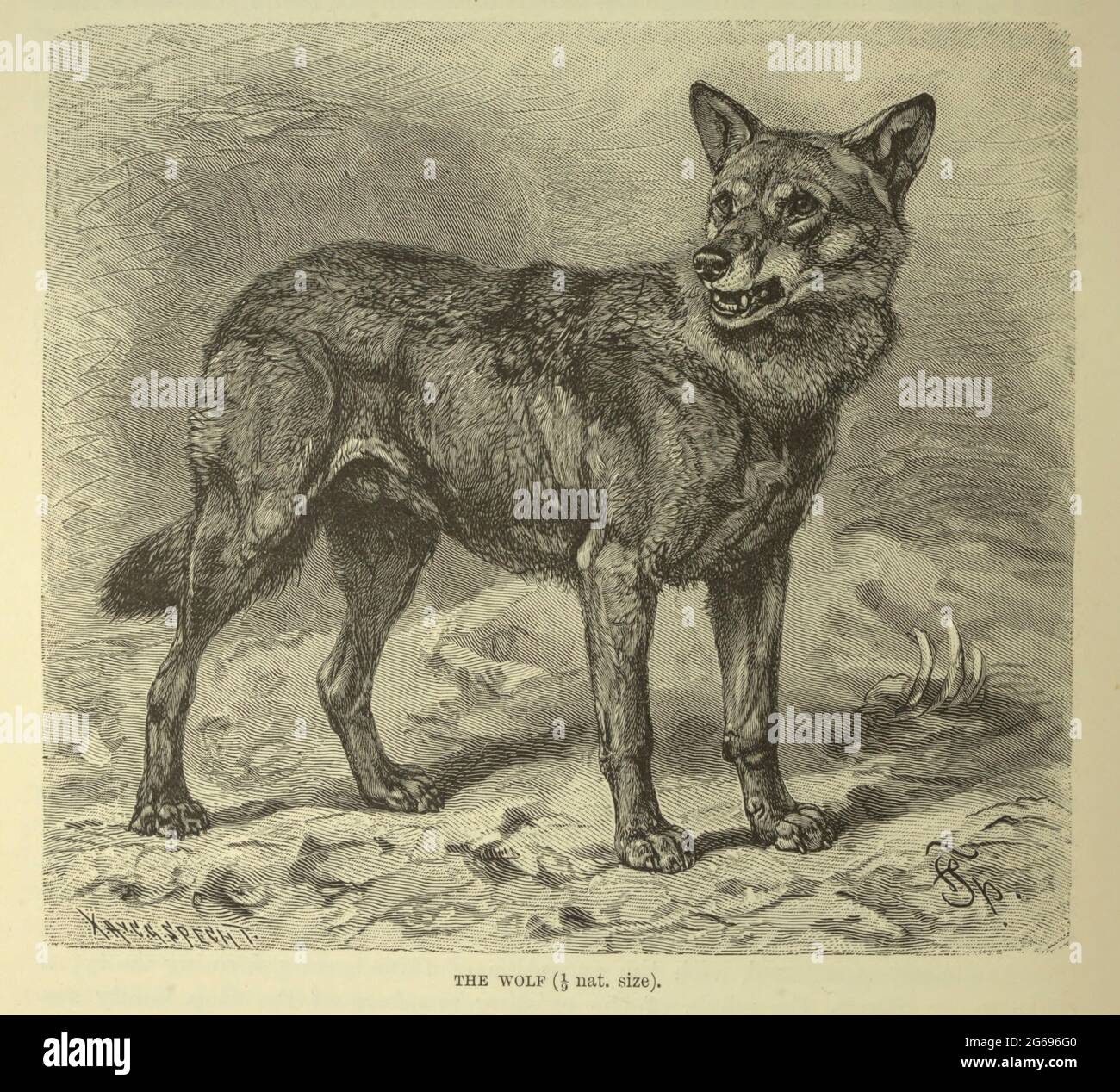 Gray wolf drawing hi-res stock photography and images - Alamy