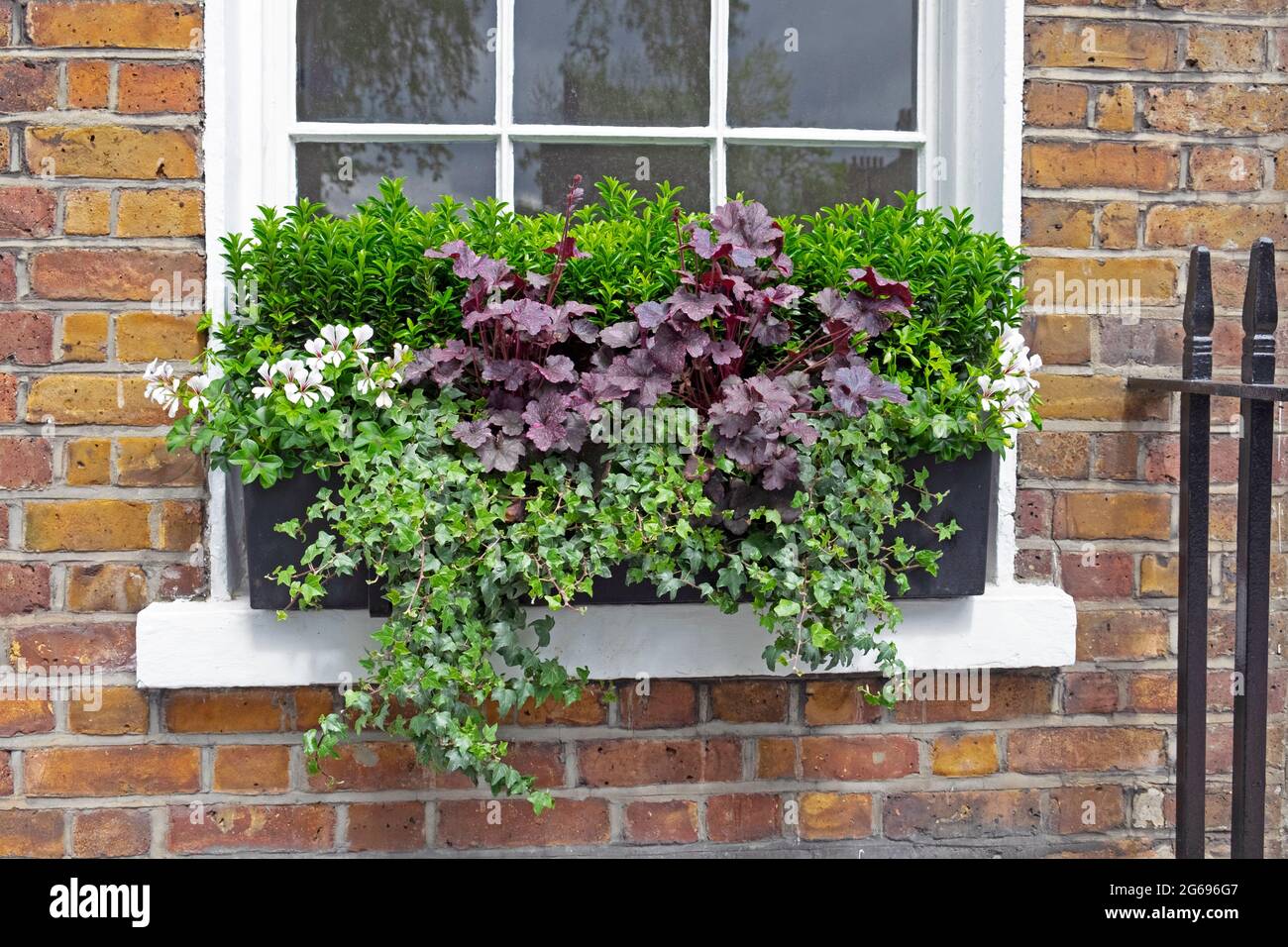 Window box outside a brick house planted with ivy, heuchera and white ...