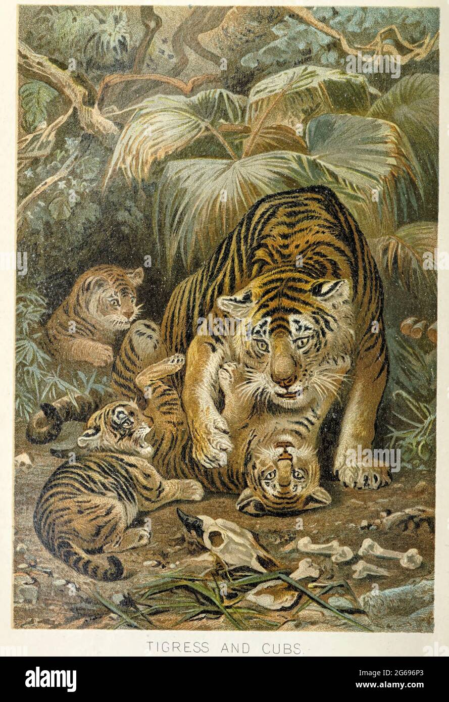 Tigress and cubs hi-res stock photography and images - Alamy