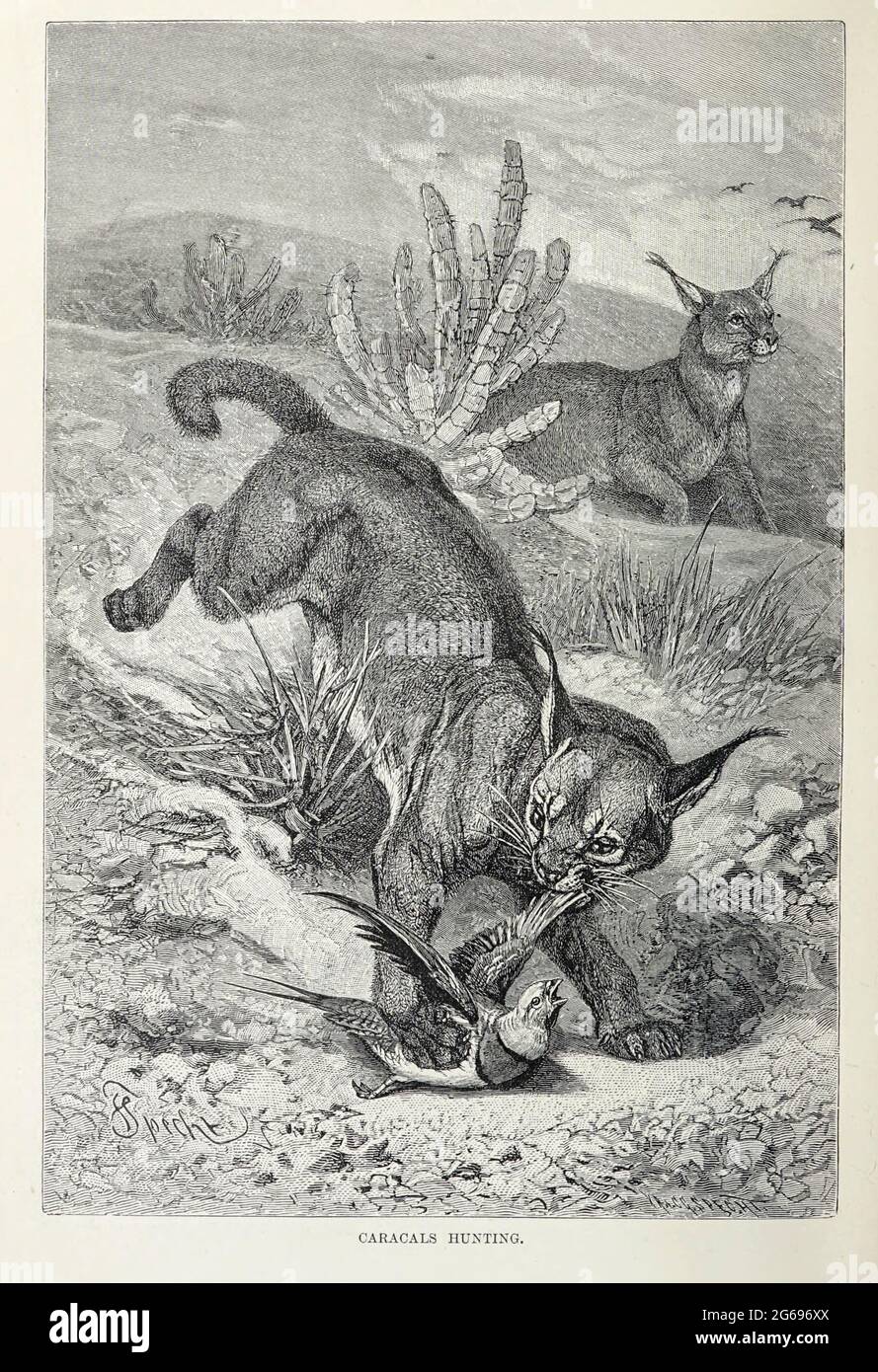 Caracals hi-res stock photography and images - Alamy
