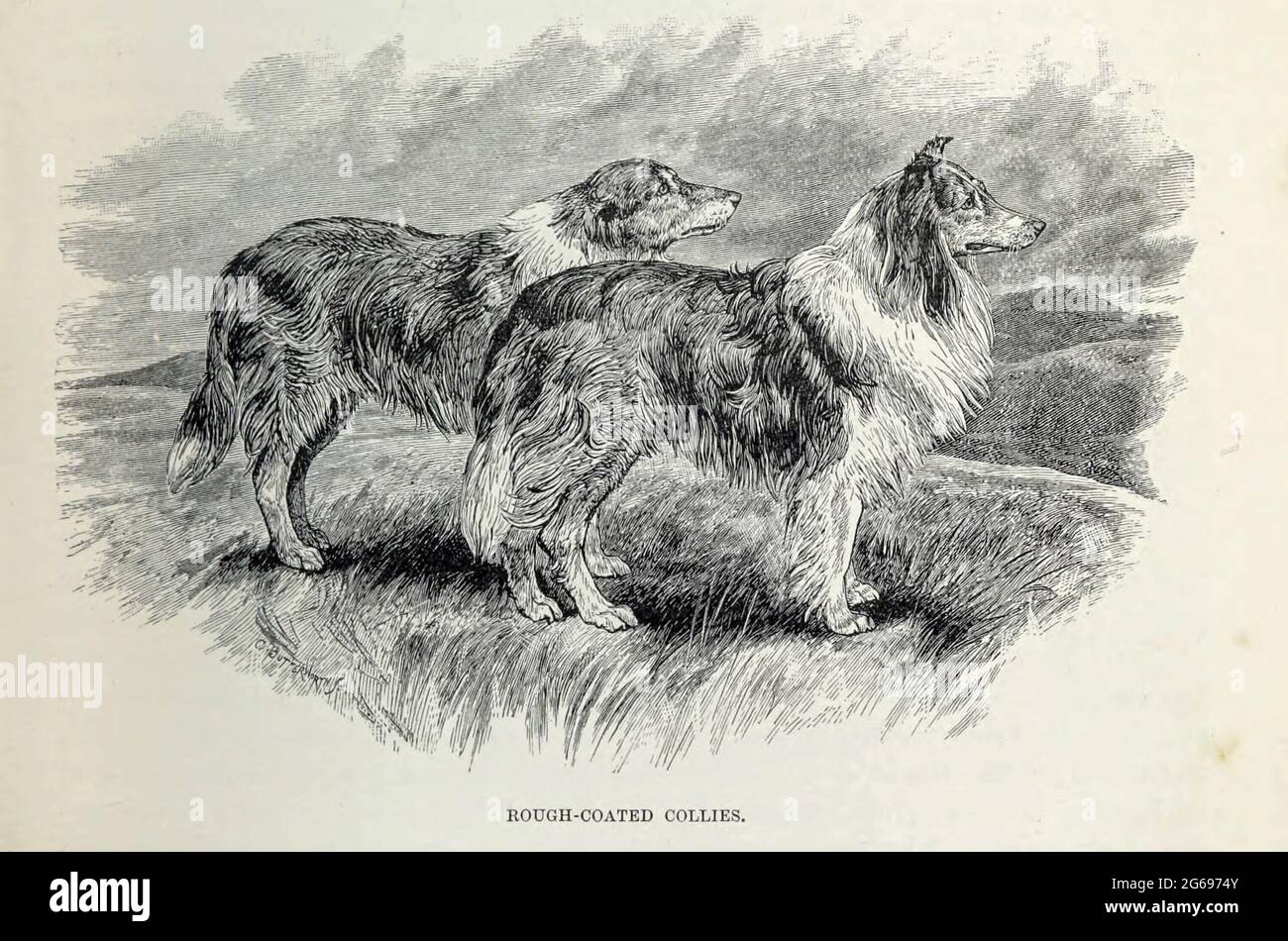 Rough-Coated Collies From the book ' Royal Natural History ' Volume 1 ...