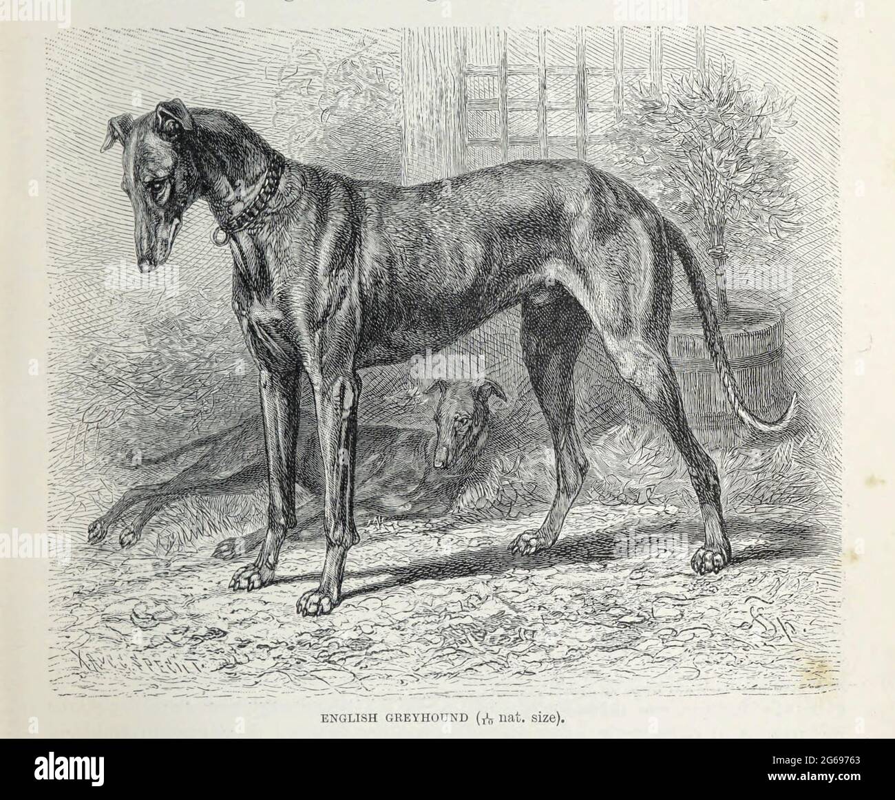 English greyhound dog hi-res stock photography and images - Alamy