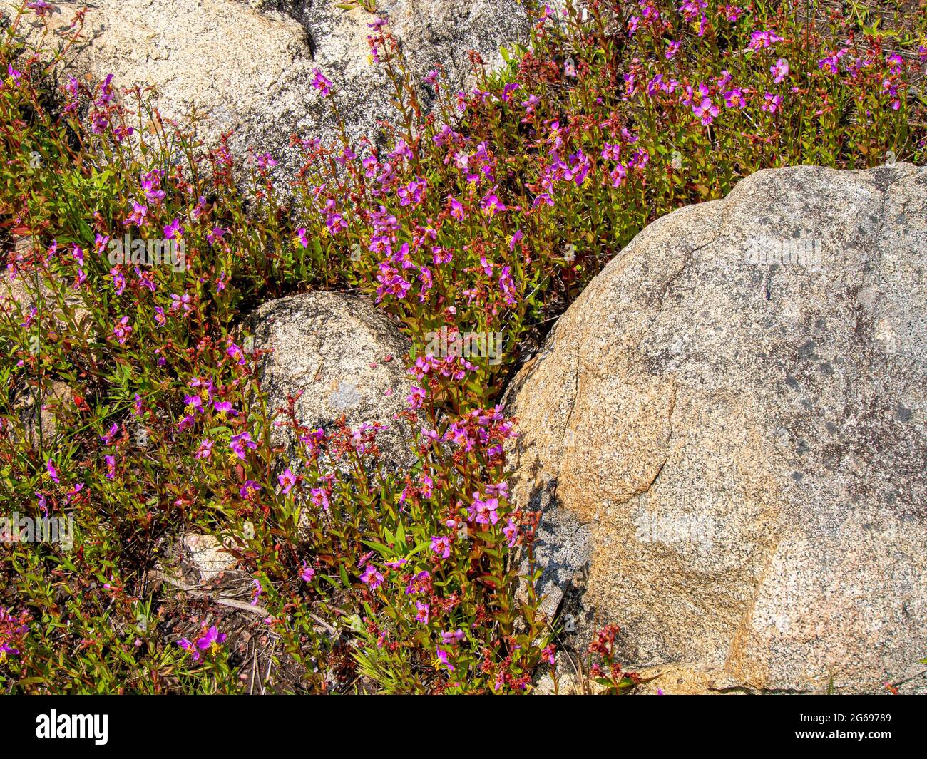 Meadow Beauty wildflower by rocks, Acadia National Park Stock Photo - Alamy
