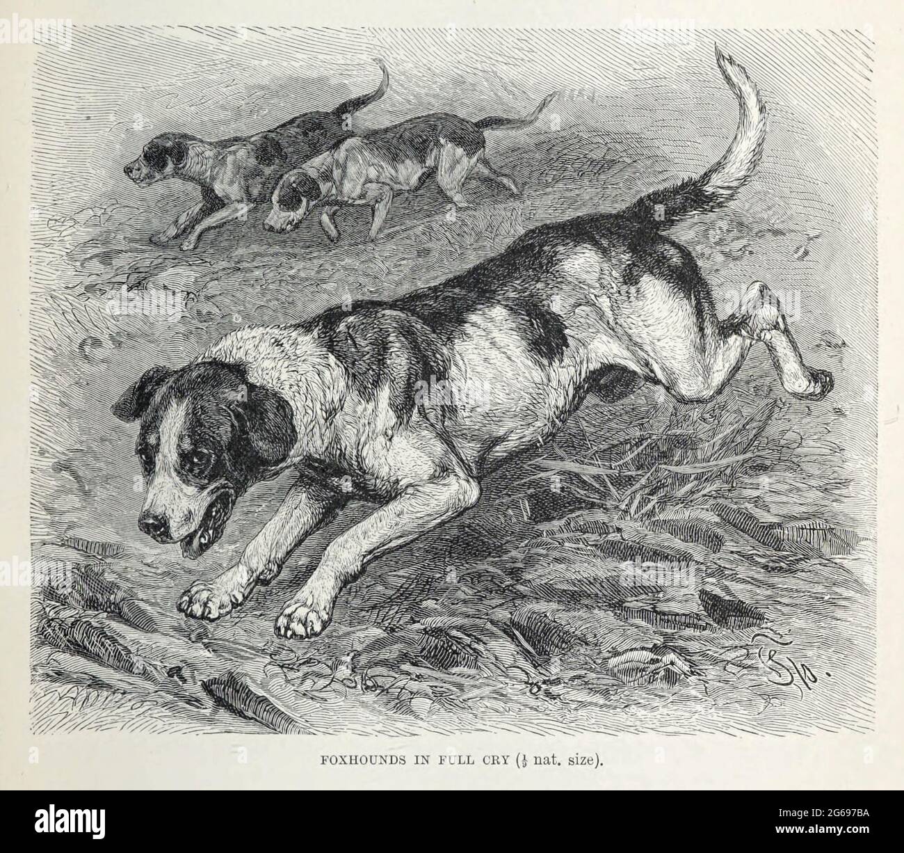 Foxhounds hi-res stock photography and images - Alamy