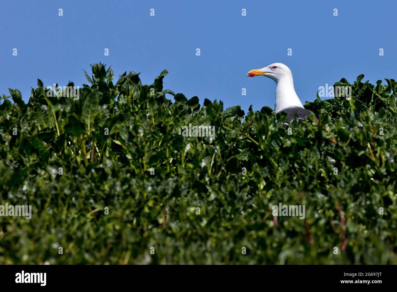Molene island hi-res stock photography and images - Alamy