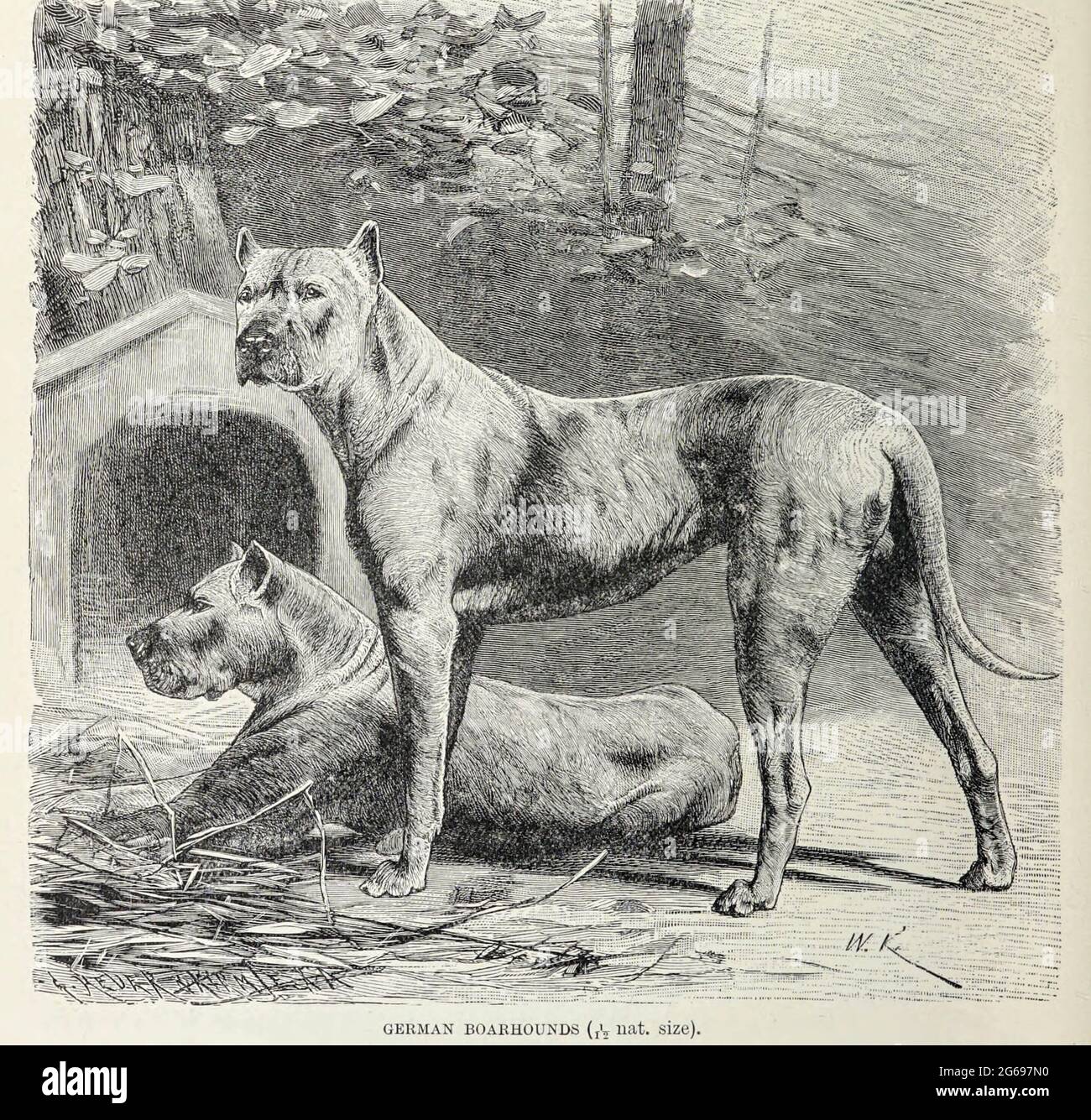 Boarhound hi-res stock photography and images - Alamy