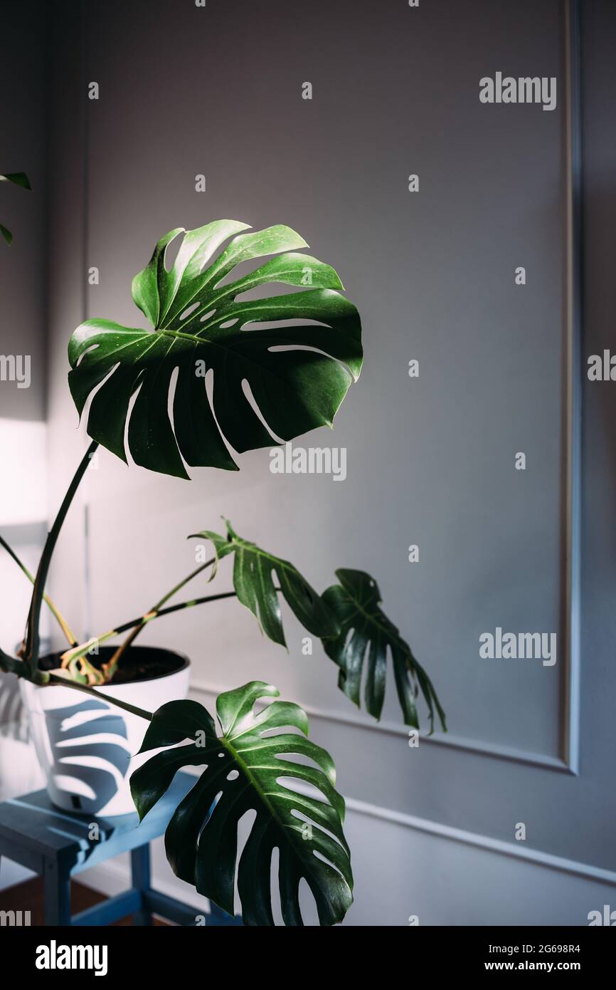 Monstera green leaves or Monstera Deliciosa, Indoor house plant in pot ...