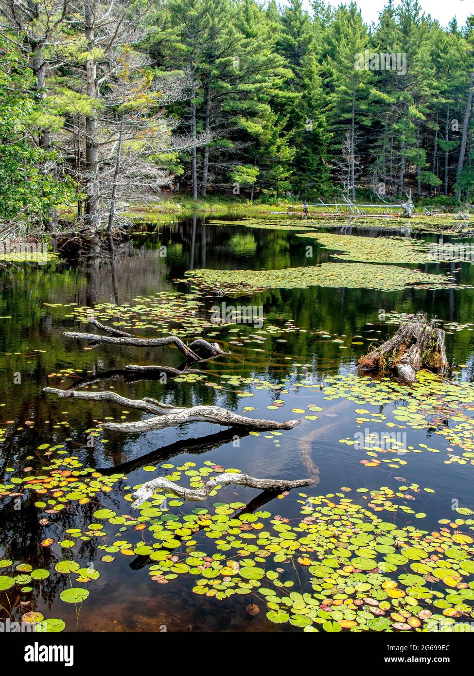 Pond Ecosystem Project