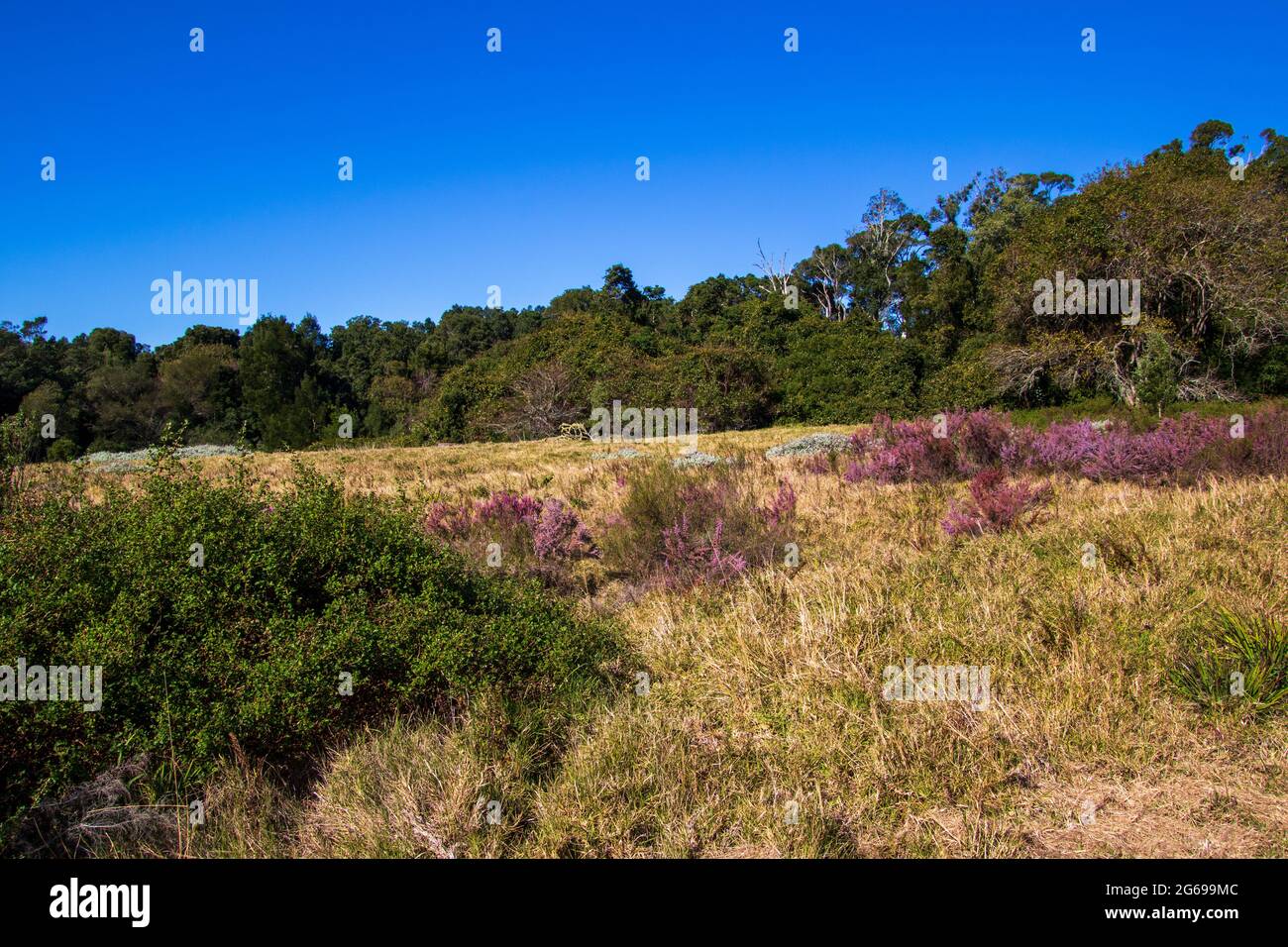 Indigenous habitat landscape on the Garden Route in South Africa Stock ...