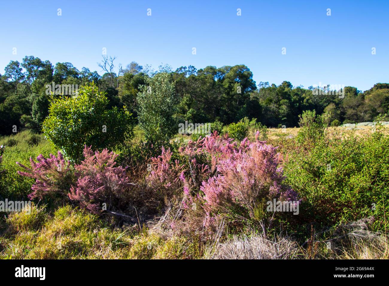 Indigenous habitat landscape on the Garden Route in South Africa Stock ...
