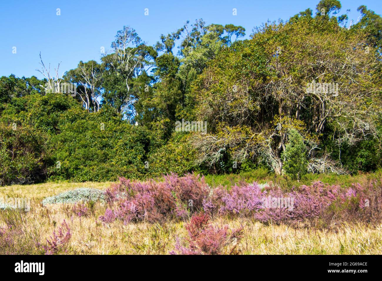 Indigenous habitat landscape on the Garden Route in South Africa Stock ...
