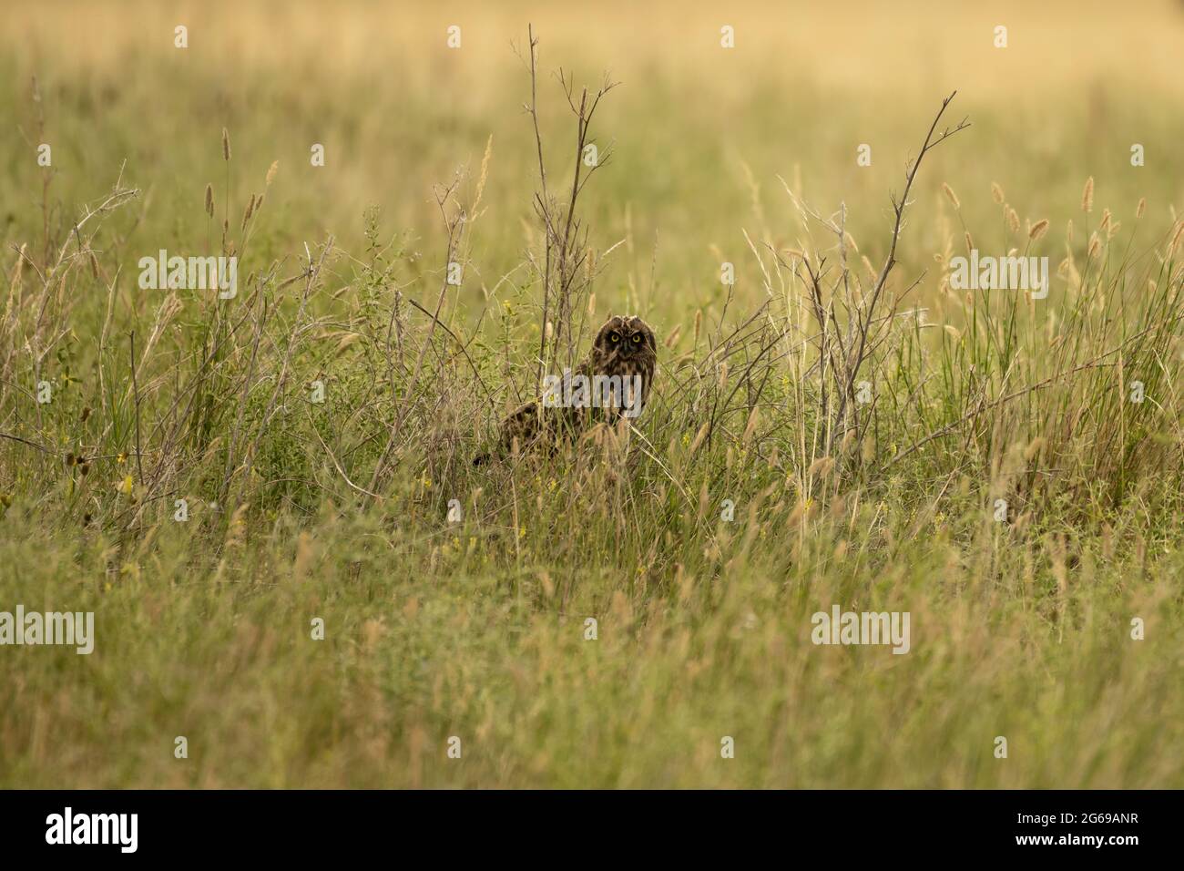Short grass nest hi-res stock photography and images - Alamy