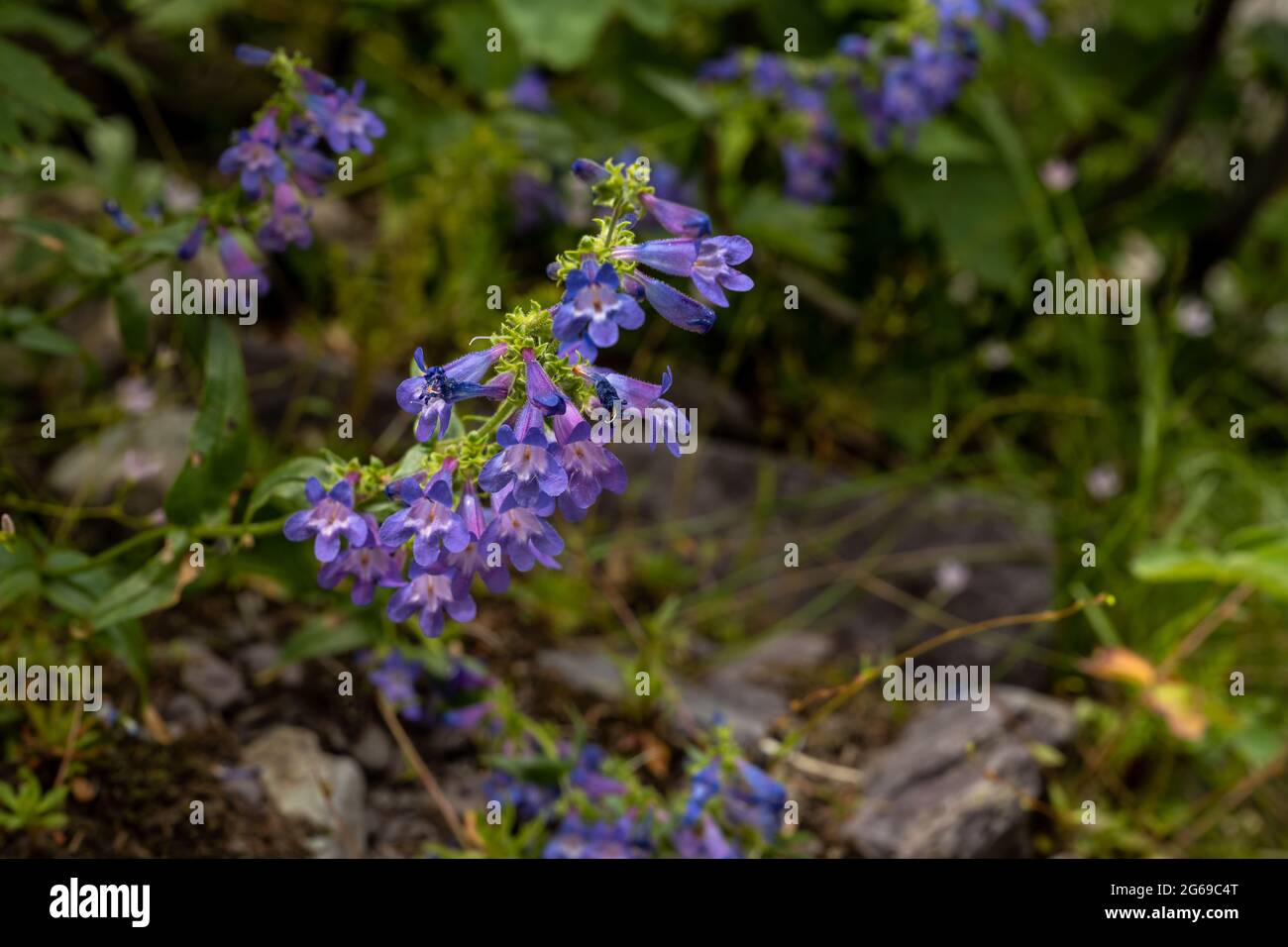 Small Purple Wildflowers in the Alpine Mountains of Montana in Glacier ...