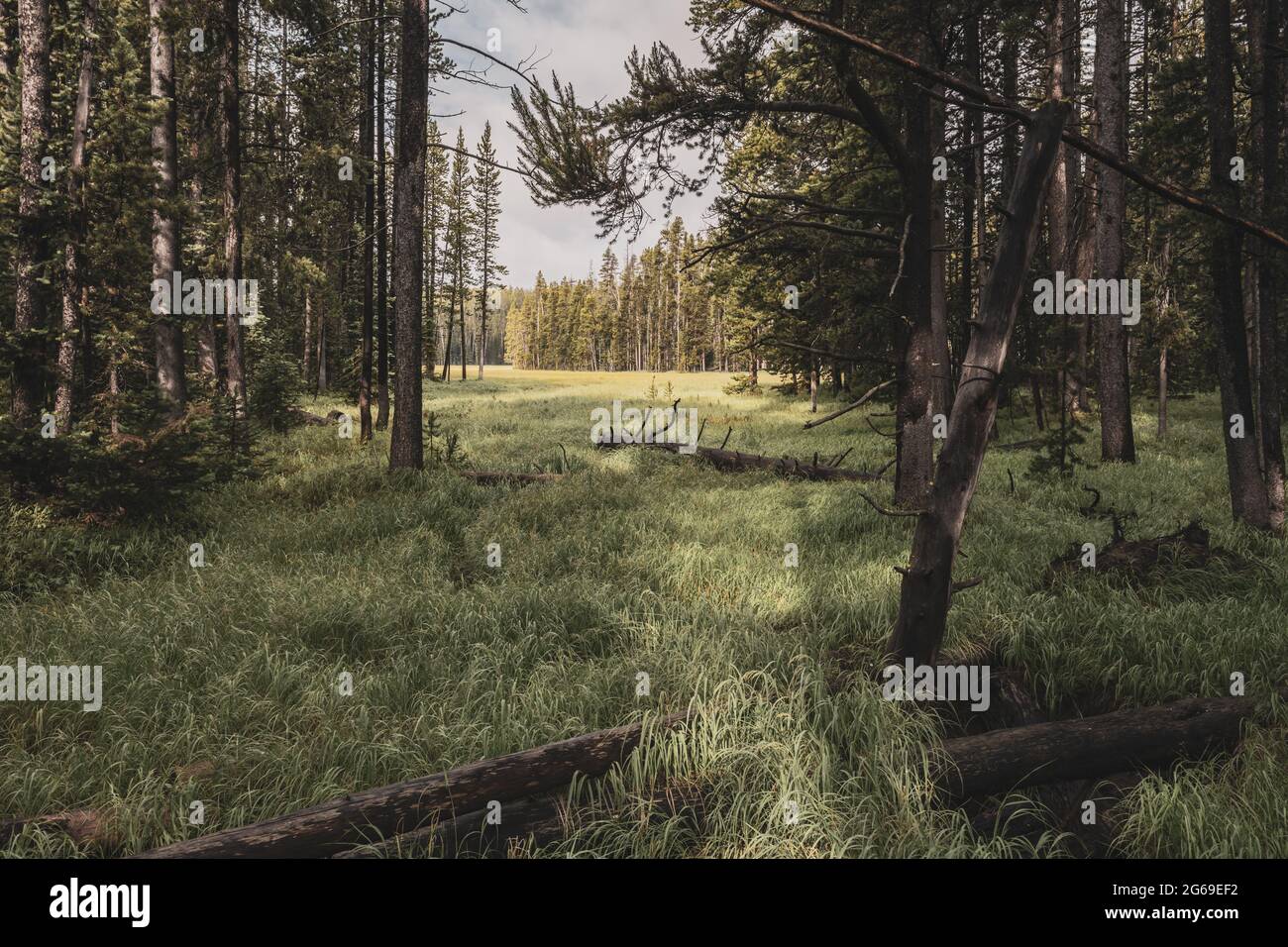 Soft Morning Light Breaks Through Dark Forest in Yellowstone National ...