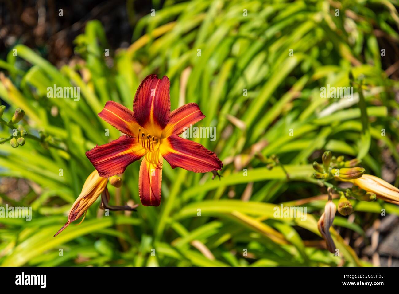 Colourful flowers at the botanic garden of Auckland in New Zealand ...